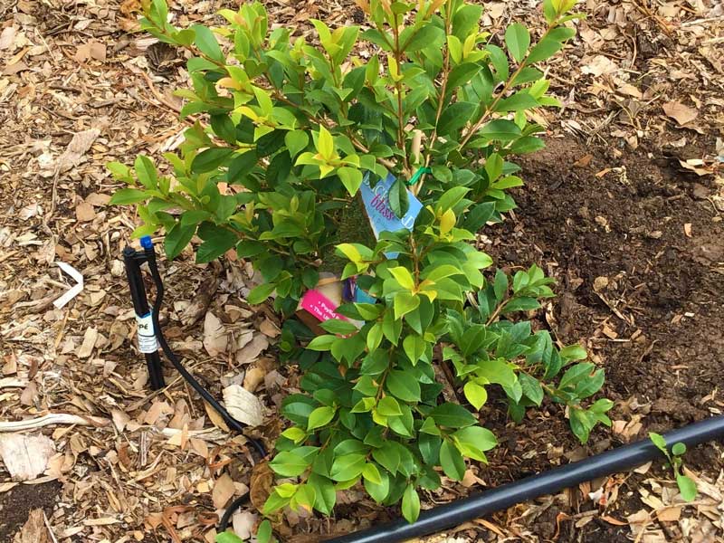 Interactive Bush Tucker Garden ♦ Port Noarlunga Primary School