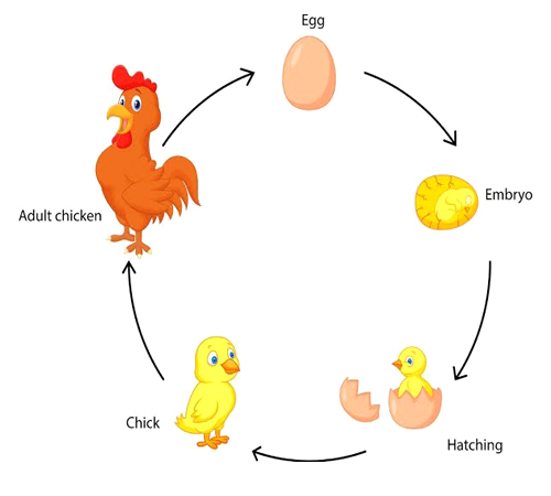 Books for Chooks ♦ Port Noarlunga Primary School